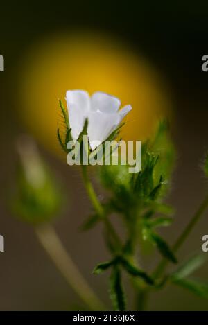 Hairy marshmallow. Malva setigera Stock Photo - Alamy