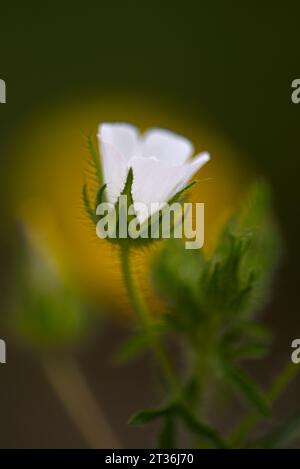 Hairy marshmallow. Malva setigera Stock Photo - Alamy