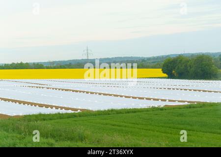 A landscape of a field covered in rapeseed flowers on a sunny day in ...