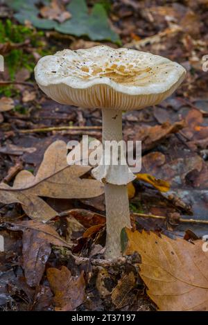 False Death Cap in Woodland Stock Photo - Alamy