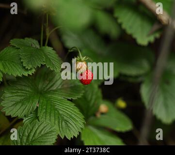 Wild strawberries grow in the forest. Forest red berry grows in the ...
