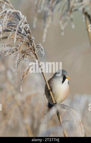 Male Bearded Reedling foraging in a reedbed Stock Photo - Alamy