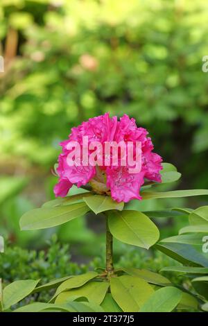 Rhododendron flowers (Rhododendron Homer), red flowers, in a garden ...