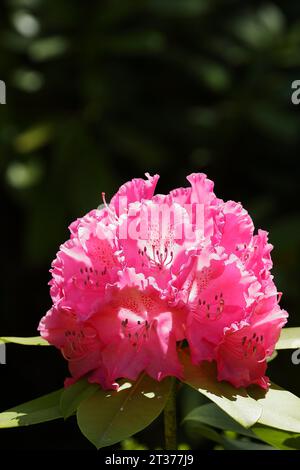 Rhododendron flowers (Rhododendron Homer), pink flowers in a garden ...