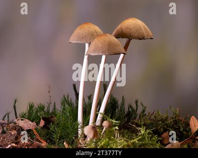 Bonnets (Mycena) in moss, mixed forest, Fanken, Bavaria, Germany ...