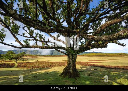 Laurel trees overgrown with moss and plants in the mist, Old laurel ...