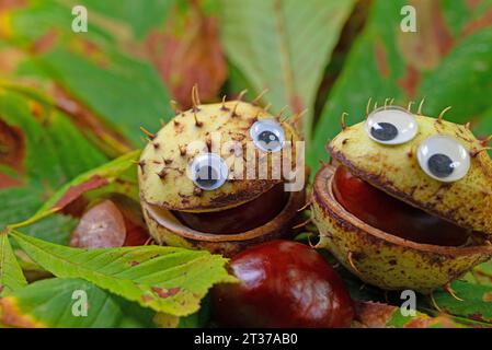 Laughing chestnuts with eyes and mouth Stock Photo - Alamy
