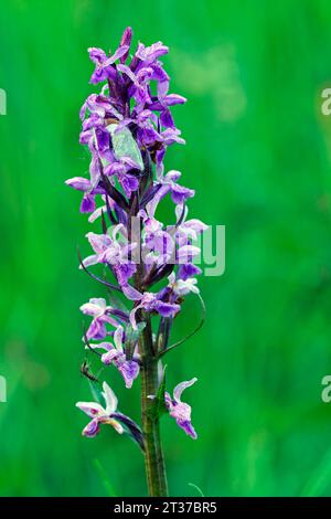 Greater early purple orchid (Orchis mascula), detail, flowers, orchids ...