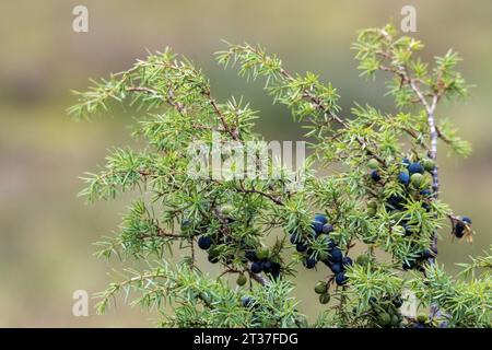 Juniper Berries at Svarterabben,Mosdalen, Ørsta, Norway, showing the ...