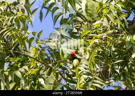 Red crowned parrots eating pecans in Los Angeles Stock Photo - Alamy