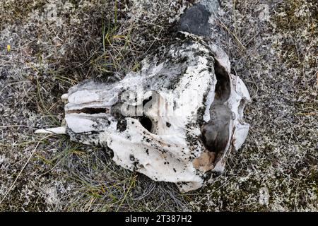Small double-toothed Narwhal Skull in the high arctic tundra Stock ...