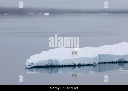 Polar Bear alone on drifting iceberg in open water Stock Photo - Alamy