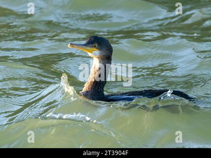 Shag sea bird swimming in the stormy sea Stock Photo - Alamy