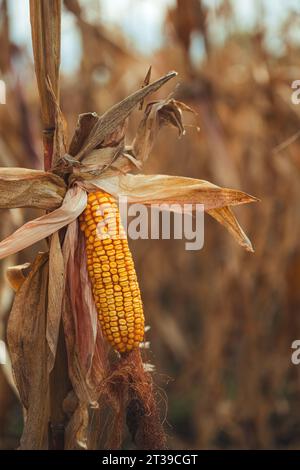 Ripe corn on stalk in fields before harvest Stock Photo - Alamy