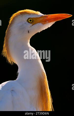 Cattle Egret looking away Stock Photo - Alamy