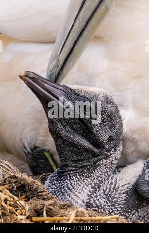 Gannet (Morus bassanus) chick, with downy feathers in the heart of the ...
