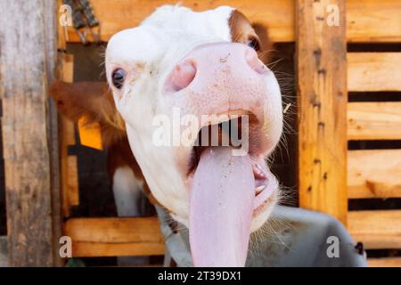 Brown and white cow with orange earmark standing in fenced stall in ...