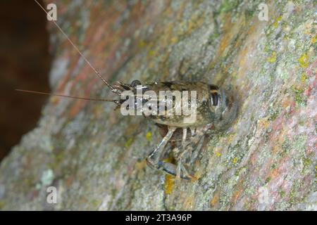 Crayfish (latin name is Faxonius limosus), native to America, invasive ...
