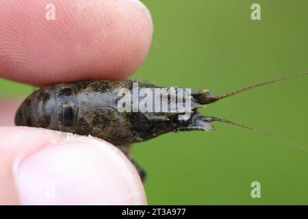 Crayfish (latin name is Faxonius limosus), native to America, invasive ...