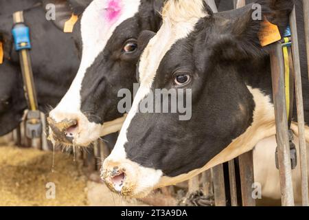 A side profile picture of a holstein dairy cow at the feed bunk Stock Photo - Alamy