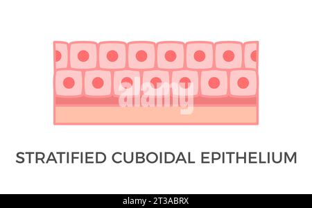 Stratified cuboidal epithelium. Epithelial tissue types. Multiple ...