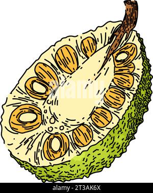 green jackfruit sketch hand drawn vector Stock Vector Image & Art - Alamy
