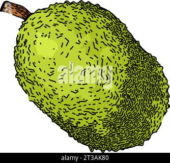 organic jackfruit sketch hand drawn vector Stock Vector Image & Art - Alamy