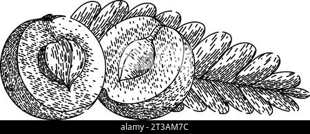 indian amla sketch hand drawn vector Stock Vector Image & Art - Alamy