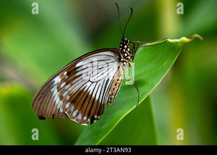 The Courtesan Beautiful sunny day with butterfly on the green leaf ...