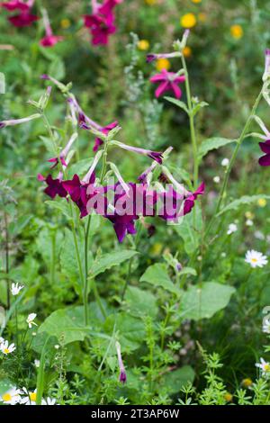 NICOTIANA FLOWER Tobacco plants Stock Photo - Alamy