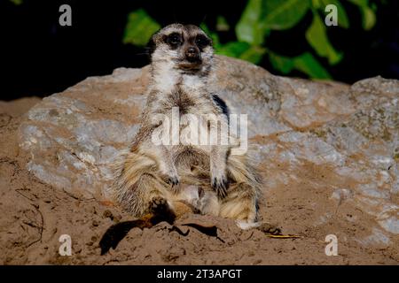 Meerkat stands on two legs in grassy area Stock Photo - Alamy