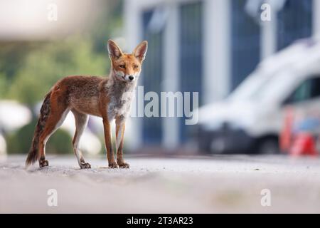 British urban red fox exploring a busy depot car park during the ...