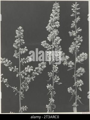 Solidago bicolor L Solidago bicolor L Stock Photo - Alamy