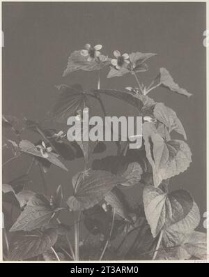 Downy Yellow Violet, Viola pubescens Stock Photo - Alamy