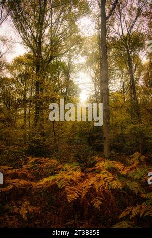 Autumnal forest scene at the Burgundy - Scène de forêt automnale en ...