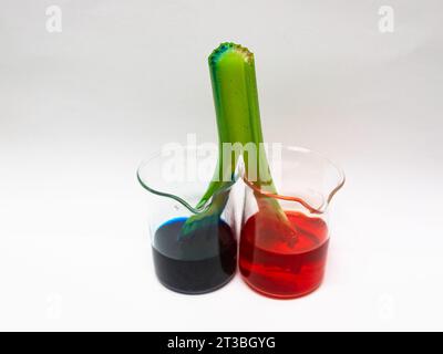 Demonstration of capillary action, capillarity, experiment with ...