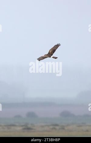 A ringtail Hen Harrier (Circus cyaneus) hunting over saltmarsh on ...