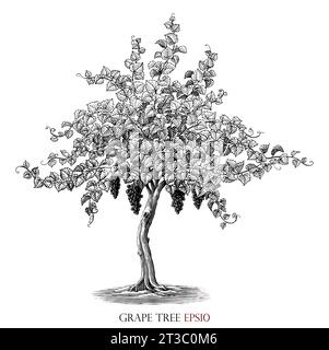 Grape tree illustration vintage engraving style black and white clip ...