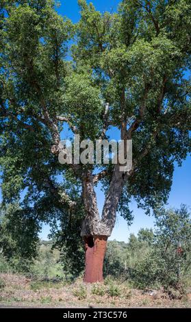 Cork oaks with peeled cork in a plantation on the wooded plateau above ...