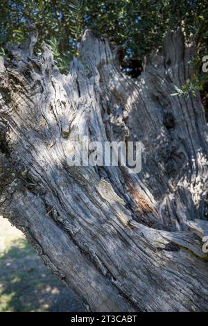 Ancient Olive trees (some say from the Roman Empire Times) at MONTE ...