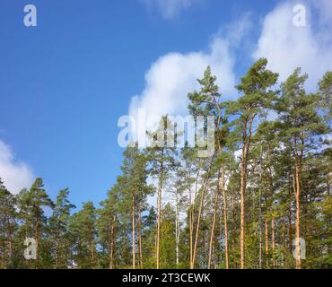 European pine trees (pinus sylvestris) in the forest at Spring, Finland ...