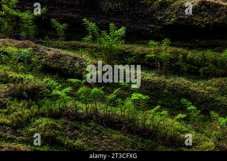 Western Hemlock seedlings in lush green rainforest at Rose Harbour ...