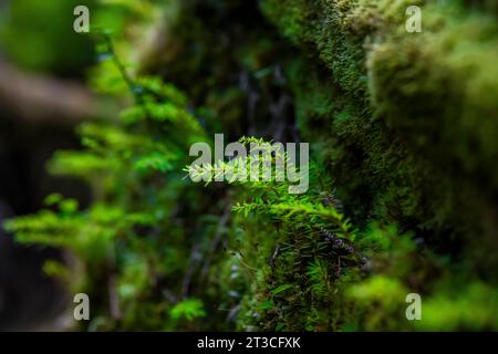 Western Hemlock seedlings in lush green rainforest at Rose Harbour ...