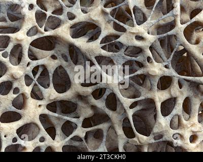 Realistic bone spongy structure close-up, healthy texture of bone, 3d ...