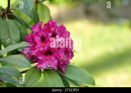 Rhododendron flowers (Rhododendron Homer), red flowers, in a garden ...