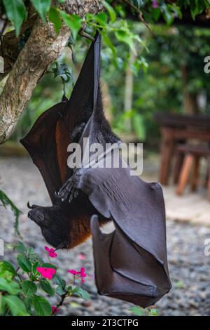 A flying fox on a bush with flowers on the ground in Bali, Indonesia ...