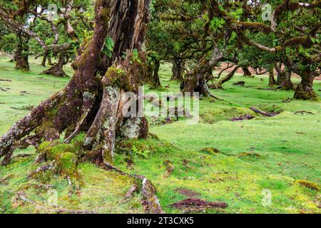 Moss and plant covered ancient laurel trees, Old laurel forest ...