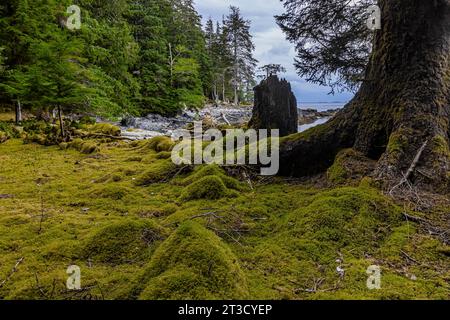 Where the forest meets the sea at the ancient Haida village of T'aanuu ...