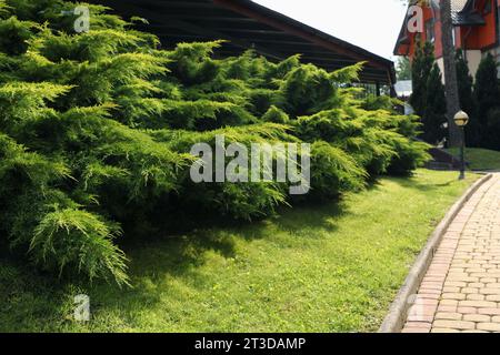 Shrubs of beautiful juniper growing outdoors. Gardening and landscaping ...