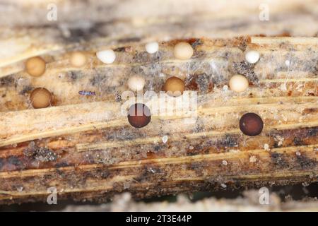 Mycelium and its round formations, fruiting bodies inside the dry stem ...